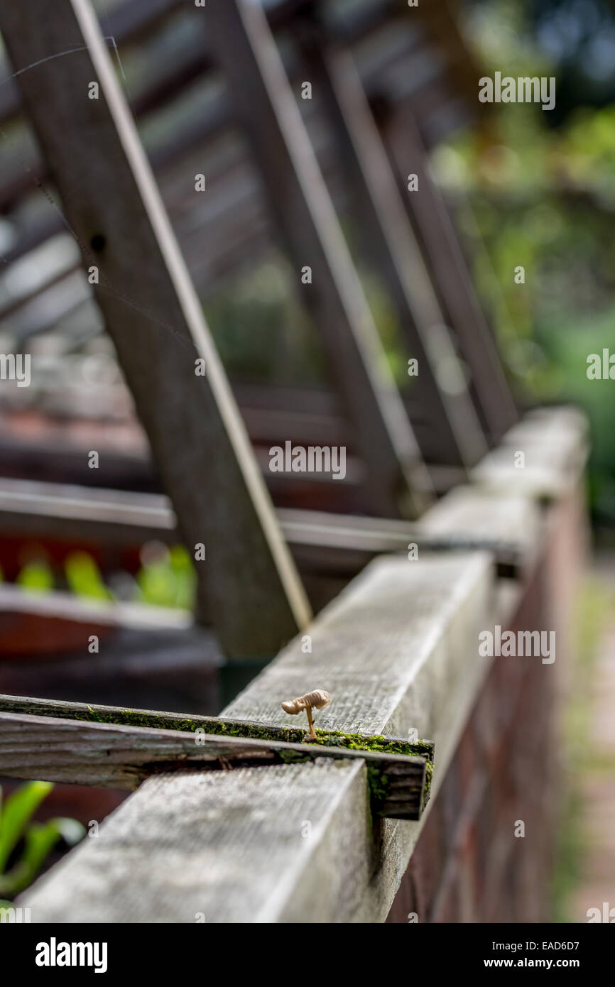 Beautiful scenes across gardens with plant portraits Stock Photo - Alamy