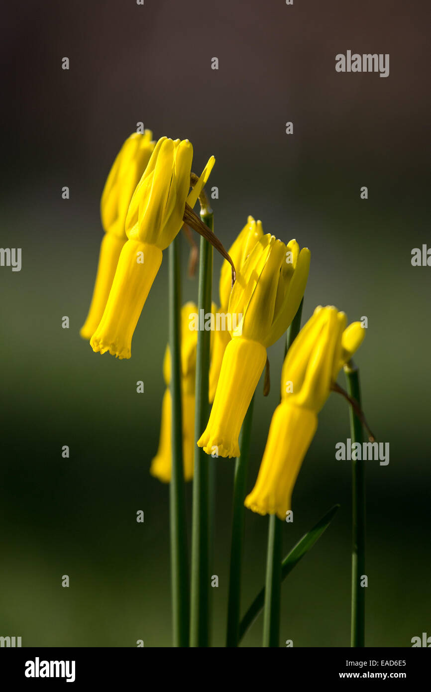 Beautiful scenes across gardens with plant portraits Stock Photo - Alamy