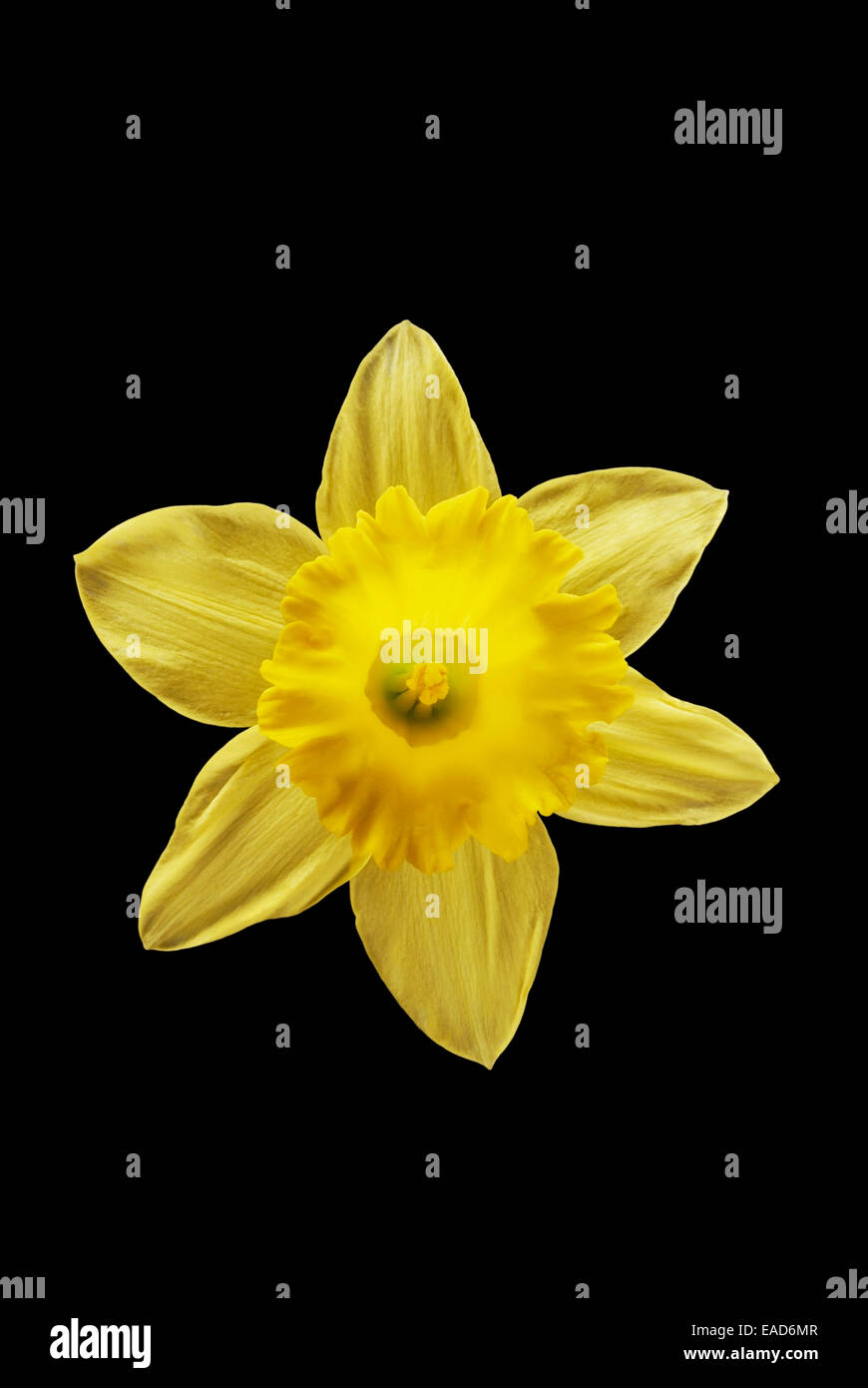 Daffodil, Narcissus, Yellow subject, Black background Stock Photo - Alamy