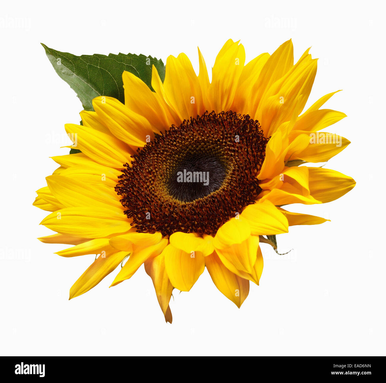 Uses in botany Cut Out Stock Images & Pictures - Alamy