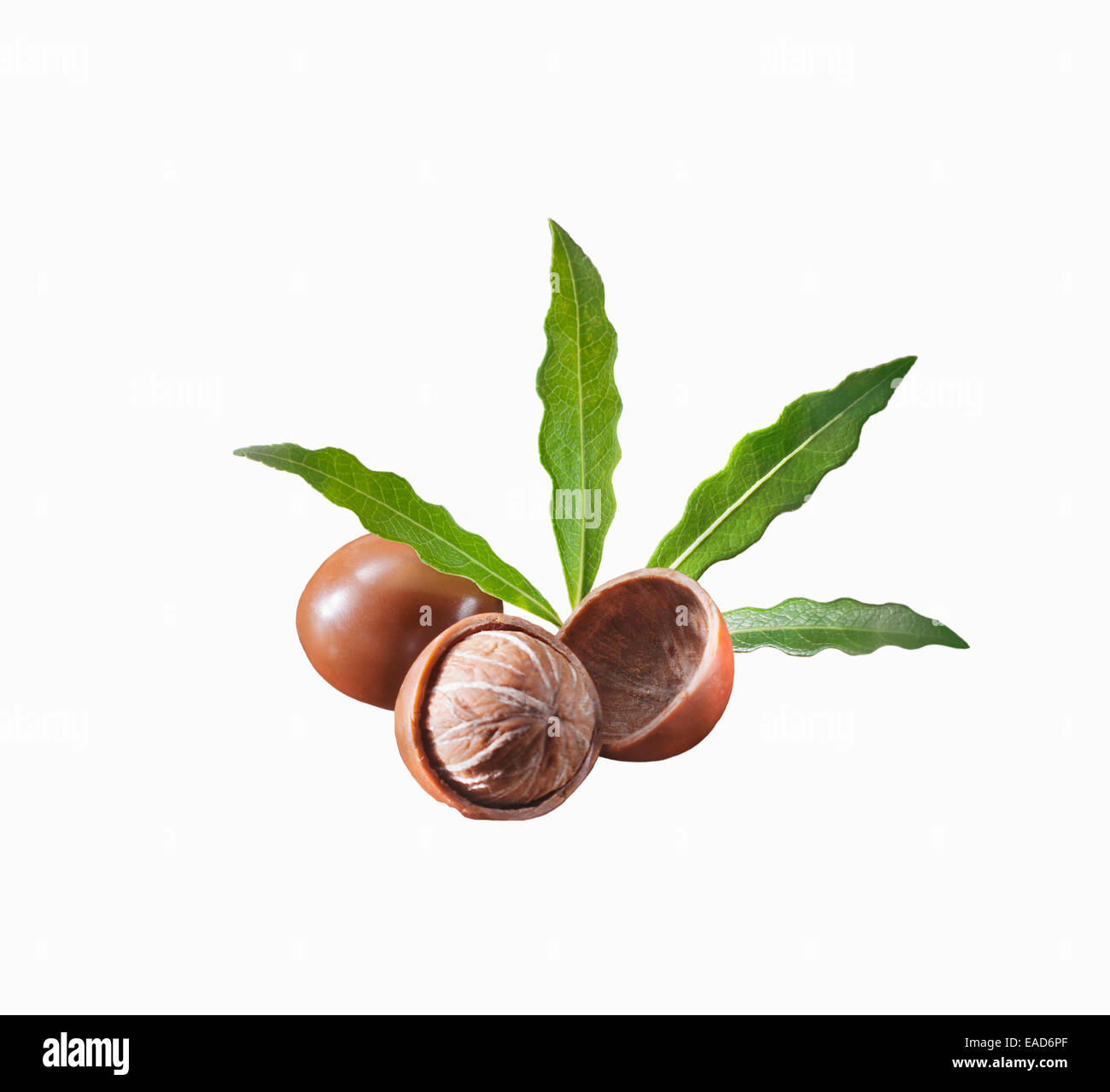 Shea butter tree, Vitellaria paradoxa, Brown subject, White background ...