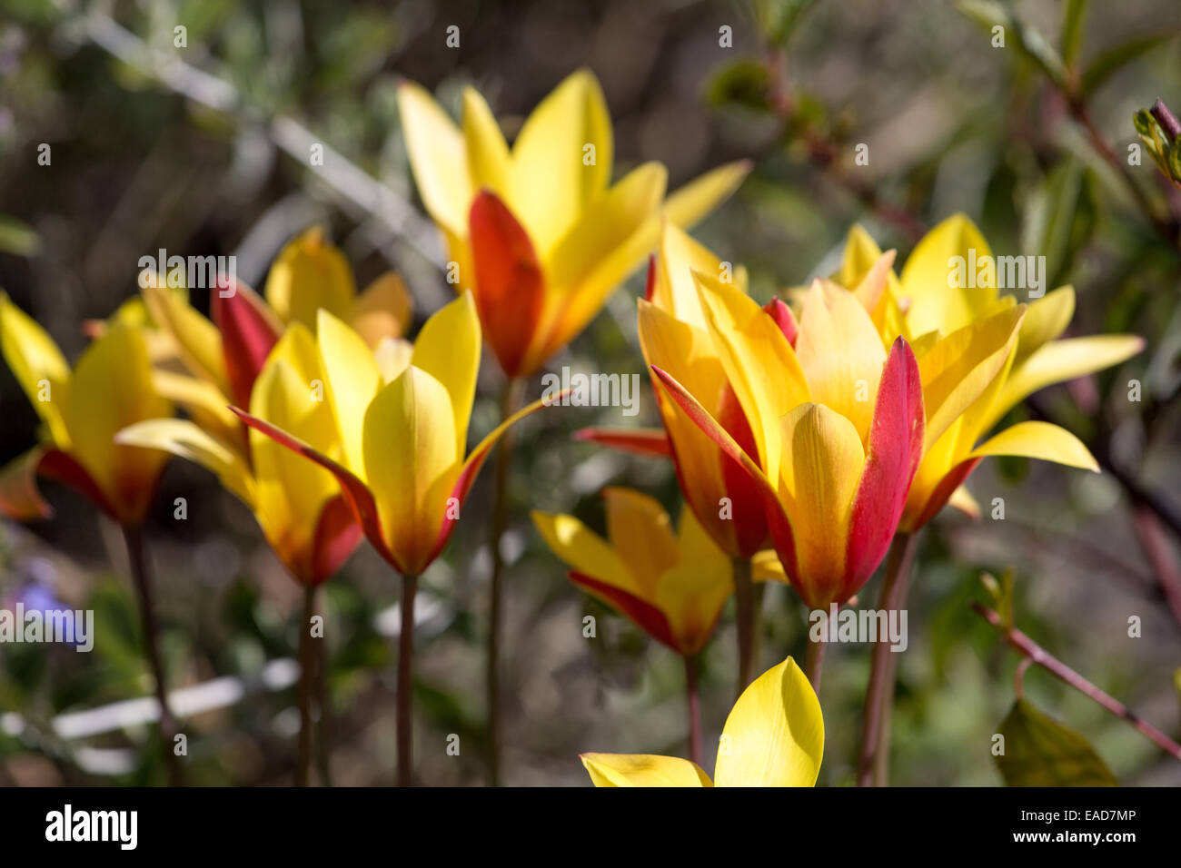 Beautiful scenes across gardens with plant portraits Stock Photo - Alamy