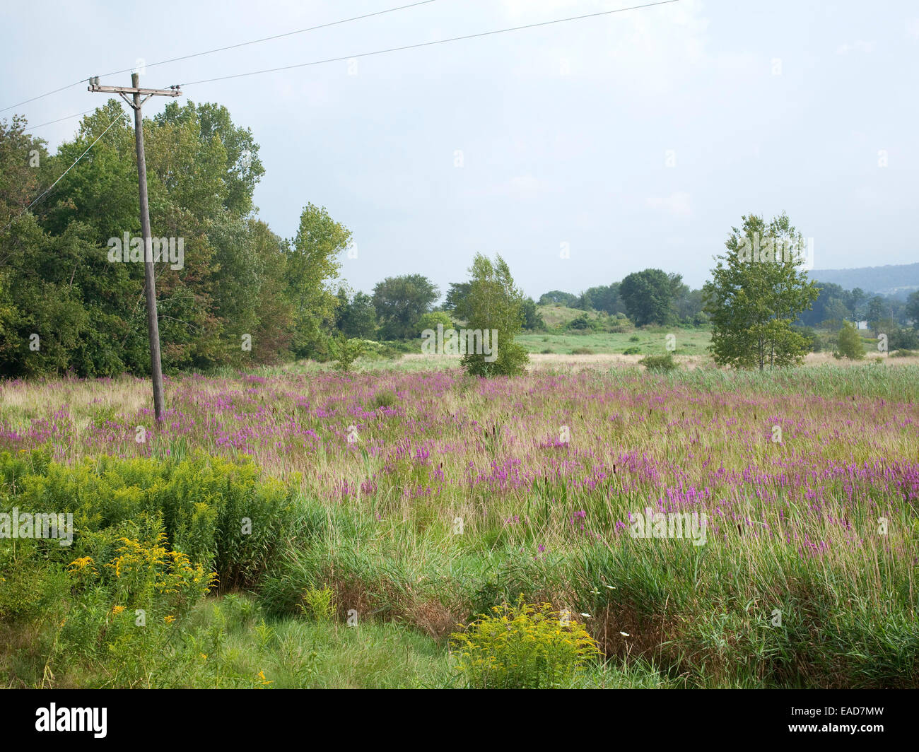 Field of wildflowers in countryside Stock Photo - Alamy