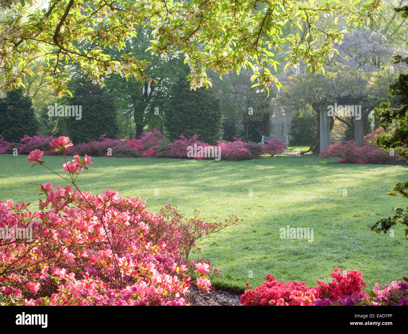Azaleas hi-res stock photography and images - Alamy