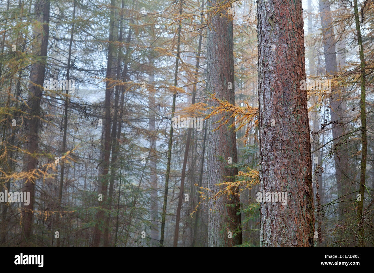 orange larch misty forest in autumn, Friesland, Netherlands Stock Photo ...