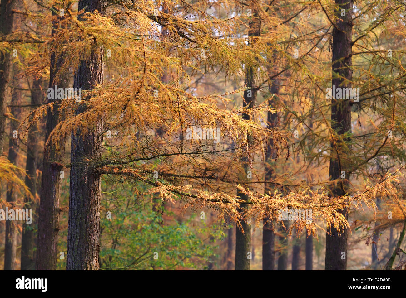orange larch tree forest in autumn Stock Photo - Alamy