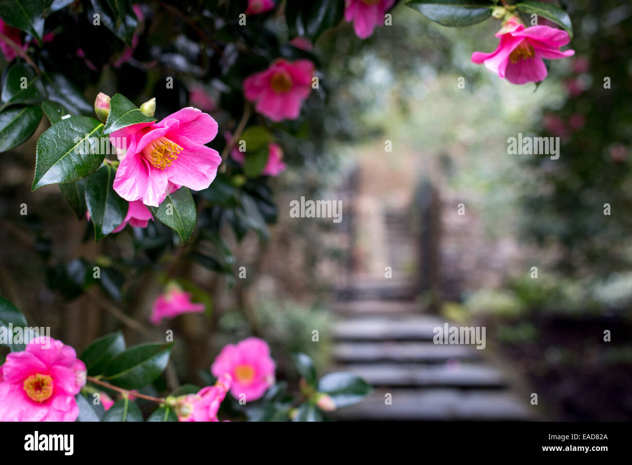Beautiful scenes across gardens with plant portraits Stock Photo - Alamy