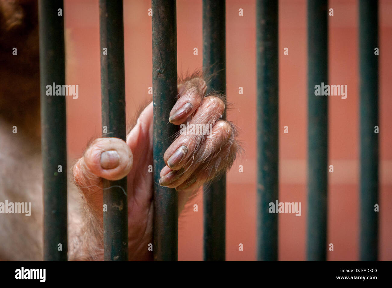 Monkey hand hi-res stock photography and images - Alamy
