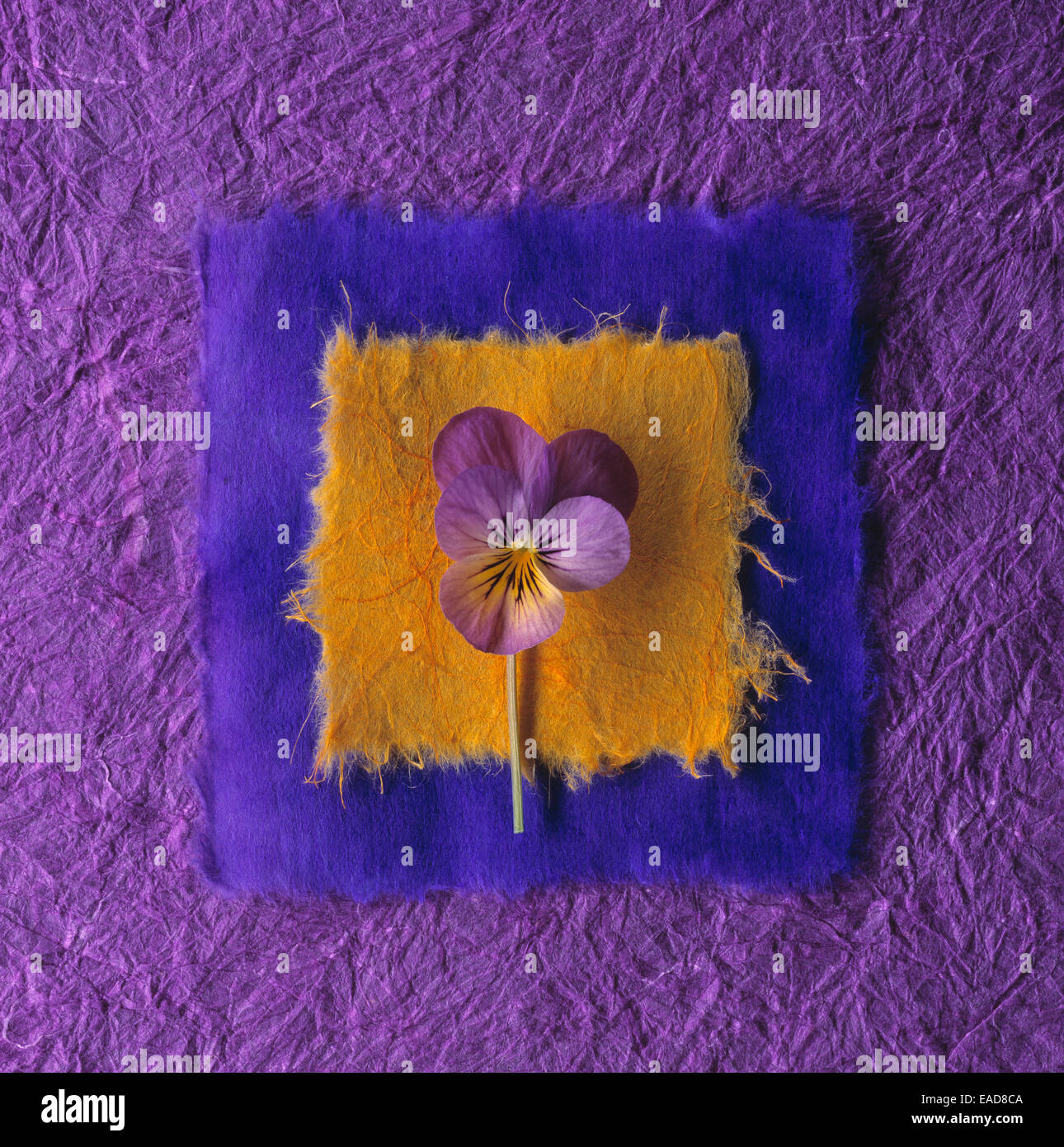 Heartsease, Viola tricolor, Mixed colours subject Stock Photo - Alamy
