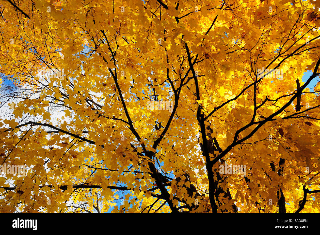 Autumn Norway Maple trees and leaves / (Acer platanoides Stock Photo ...