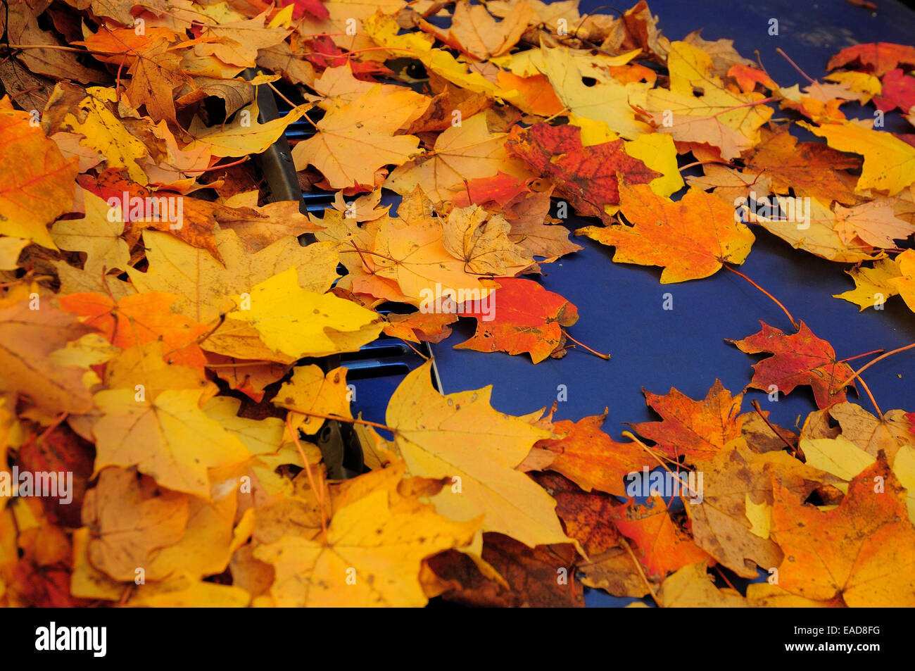 Brightly colored Autumn leaves covering car hood Stock Photo - Alamy