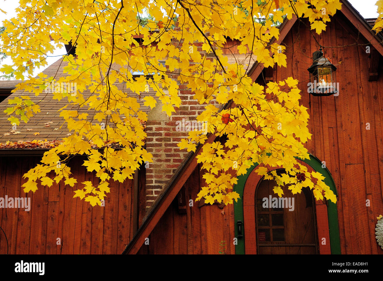 Autumn cottage with Norway maple tree in full bloom. (Acer platanoides ...