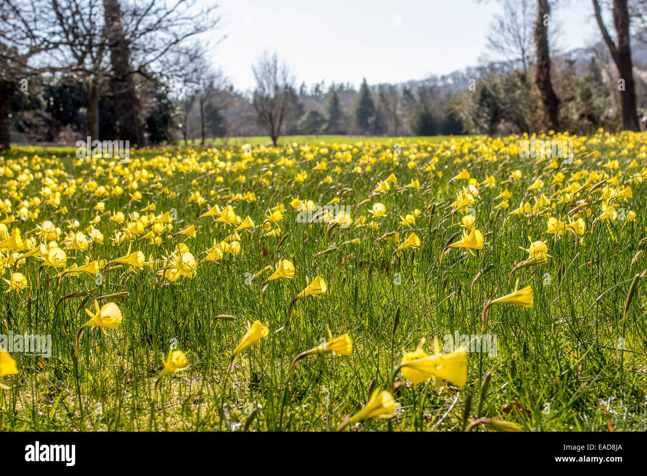 Beautiful scenes across gardens with plant portraits Stock Photo - Alamy