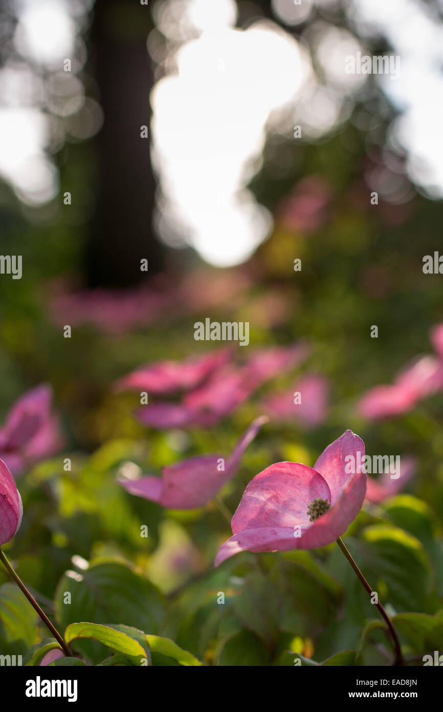 Beautiful scenes across gardens with plant portraits Stock Photo - Alamy