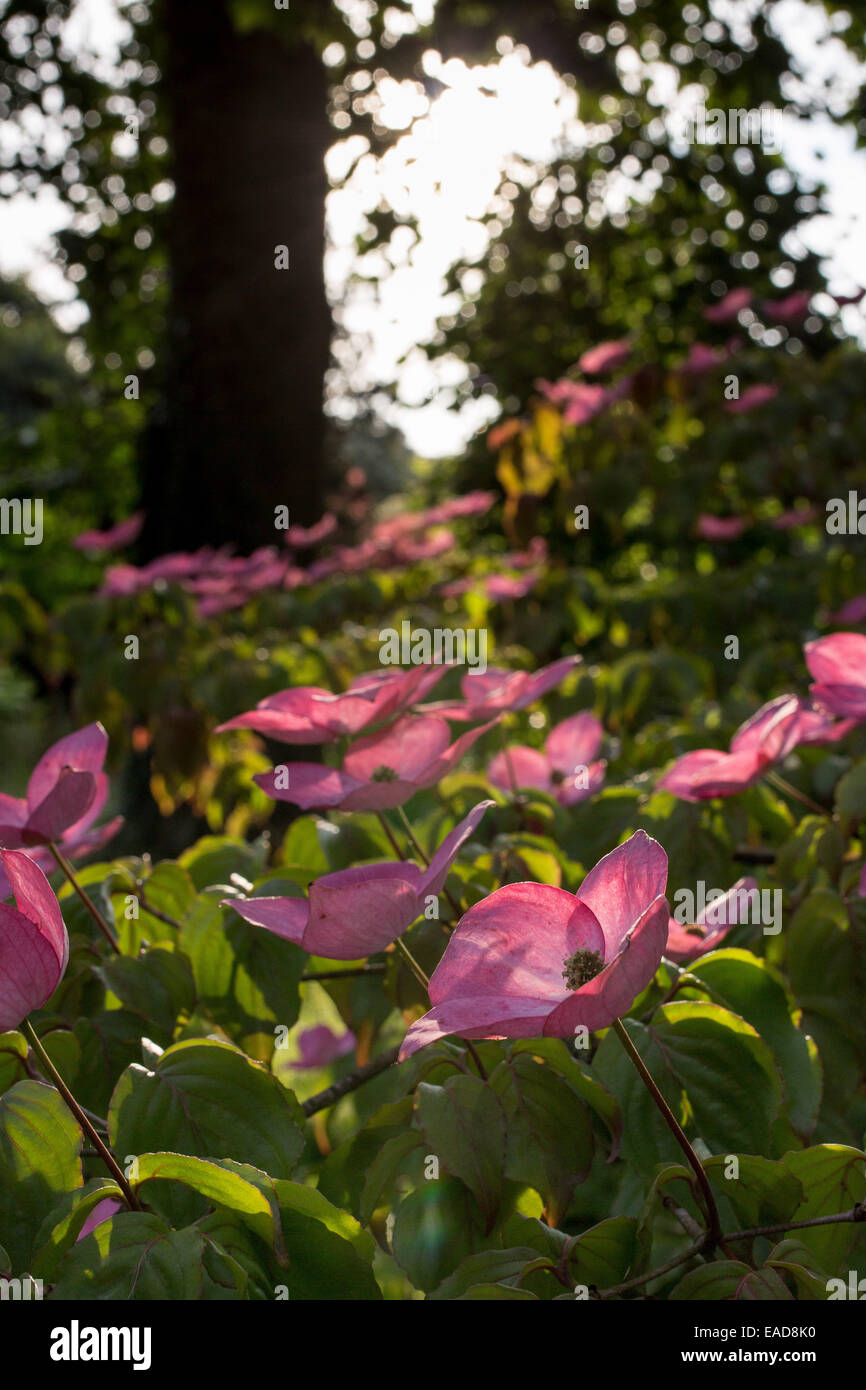 Beautiful scenes across gardens with plant portraits Stock Photo - Alamy