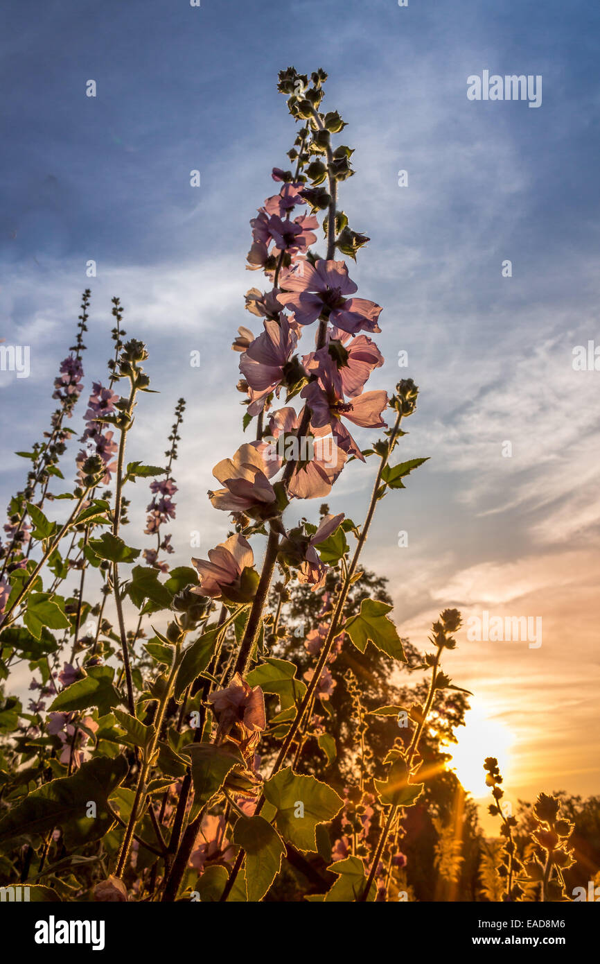 Beautiful scenes across gardens with plant portraits Stock Photo - Alamy