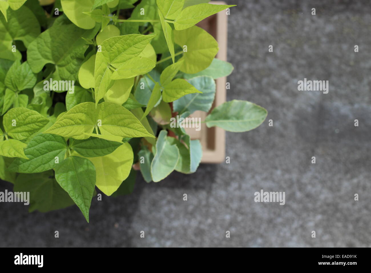 Bean stalk hi-res stock photography and images - Alamy