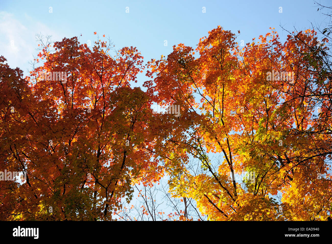Autumn Norway Maple trees and leaves / (Acer platanoides Stock Photo ...