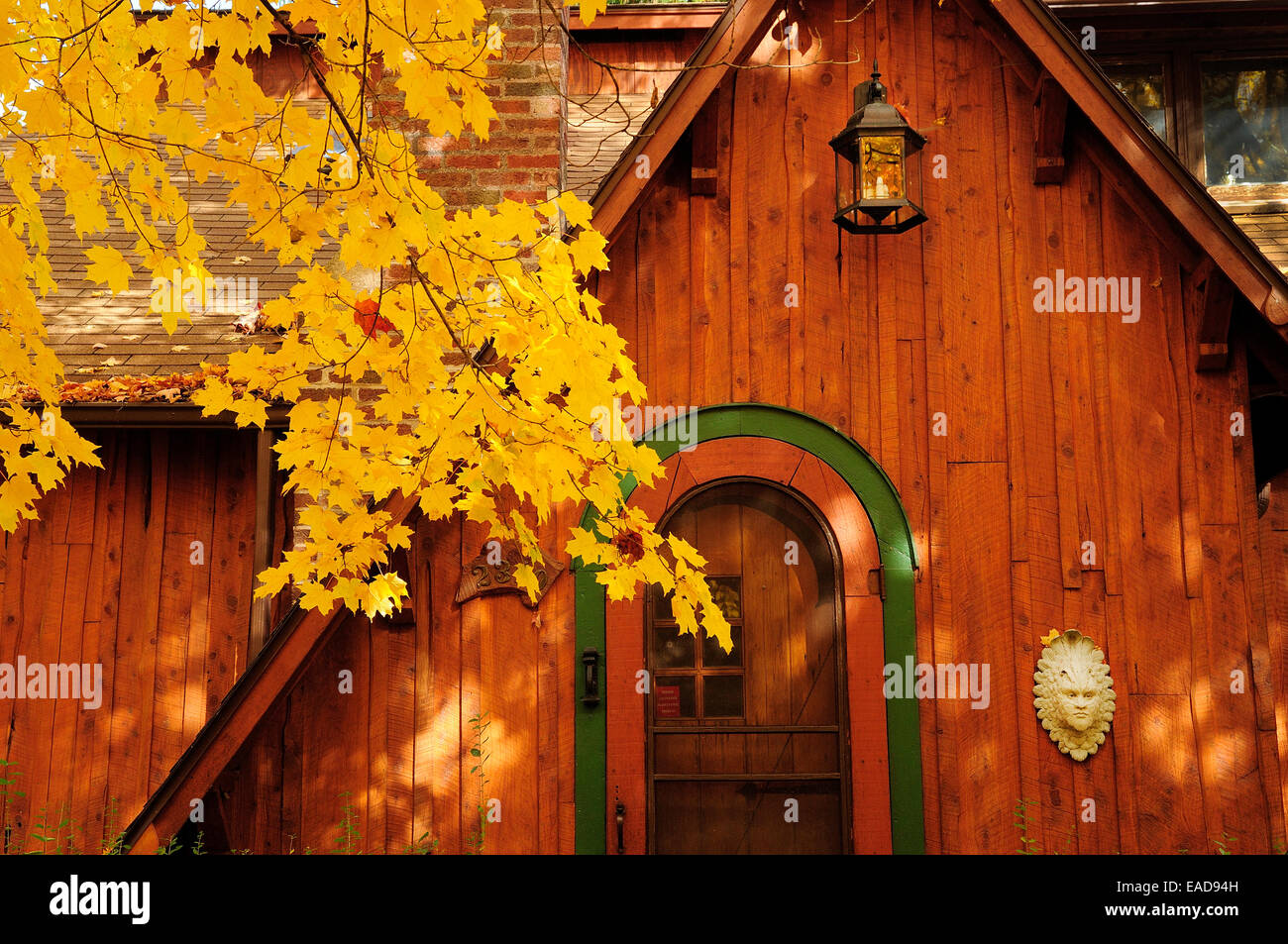 Autumn cottage with Norway maple tree in full bloom. (Acer platanoides ...
