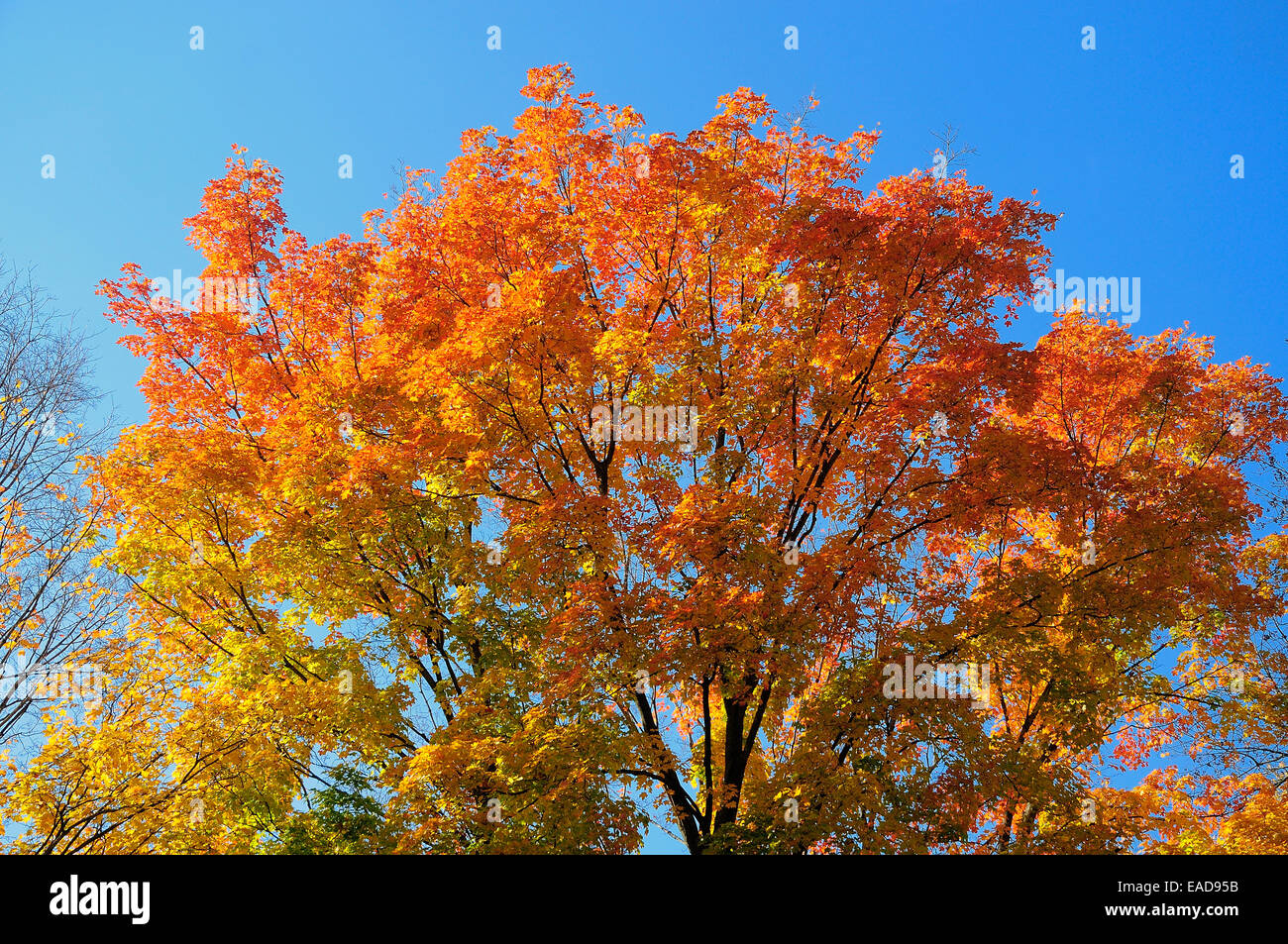 Autumn Norway Maple trees and leaves / (Acer platanoides Stock Photo ...