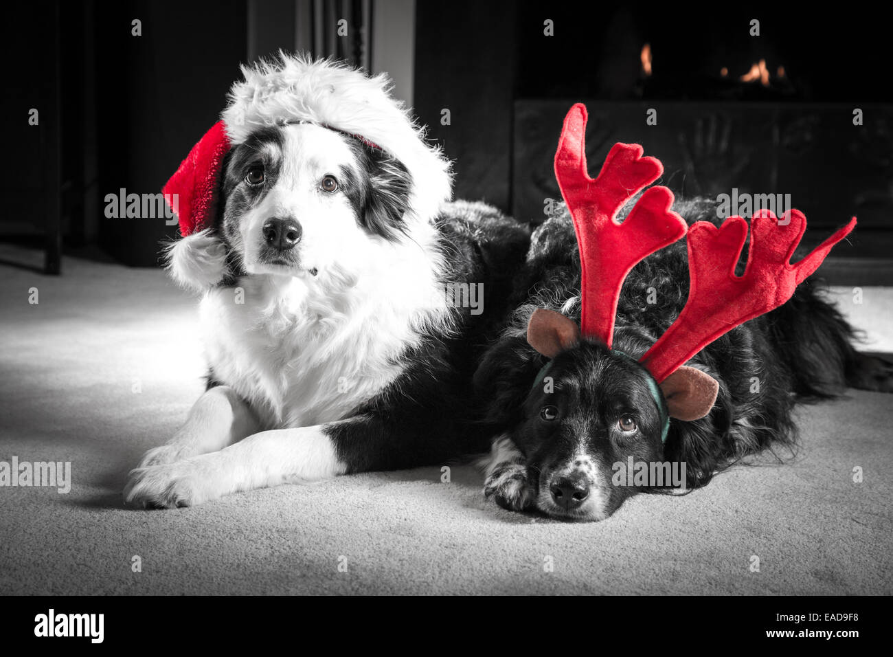 Two Australian Shepherd dogs dressed for Christmas in Santa hats and ...