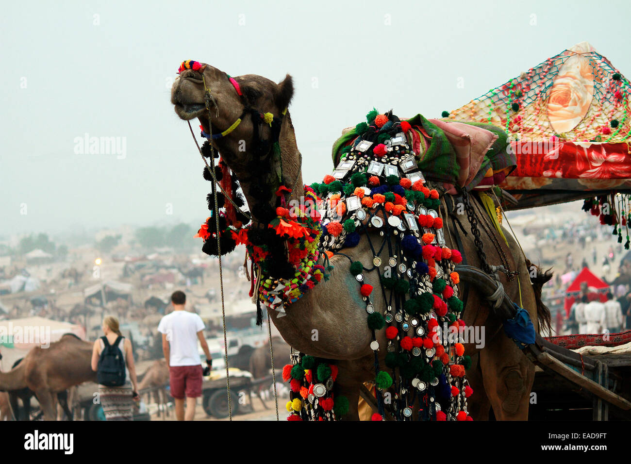 animal, camel, colors, creature, creatures, decorated, decoration ...