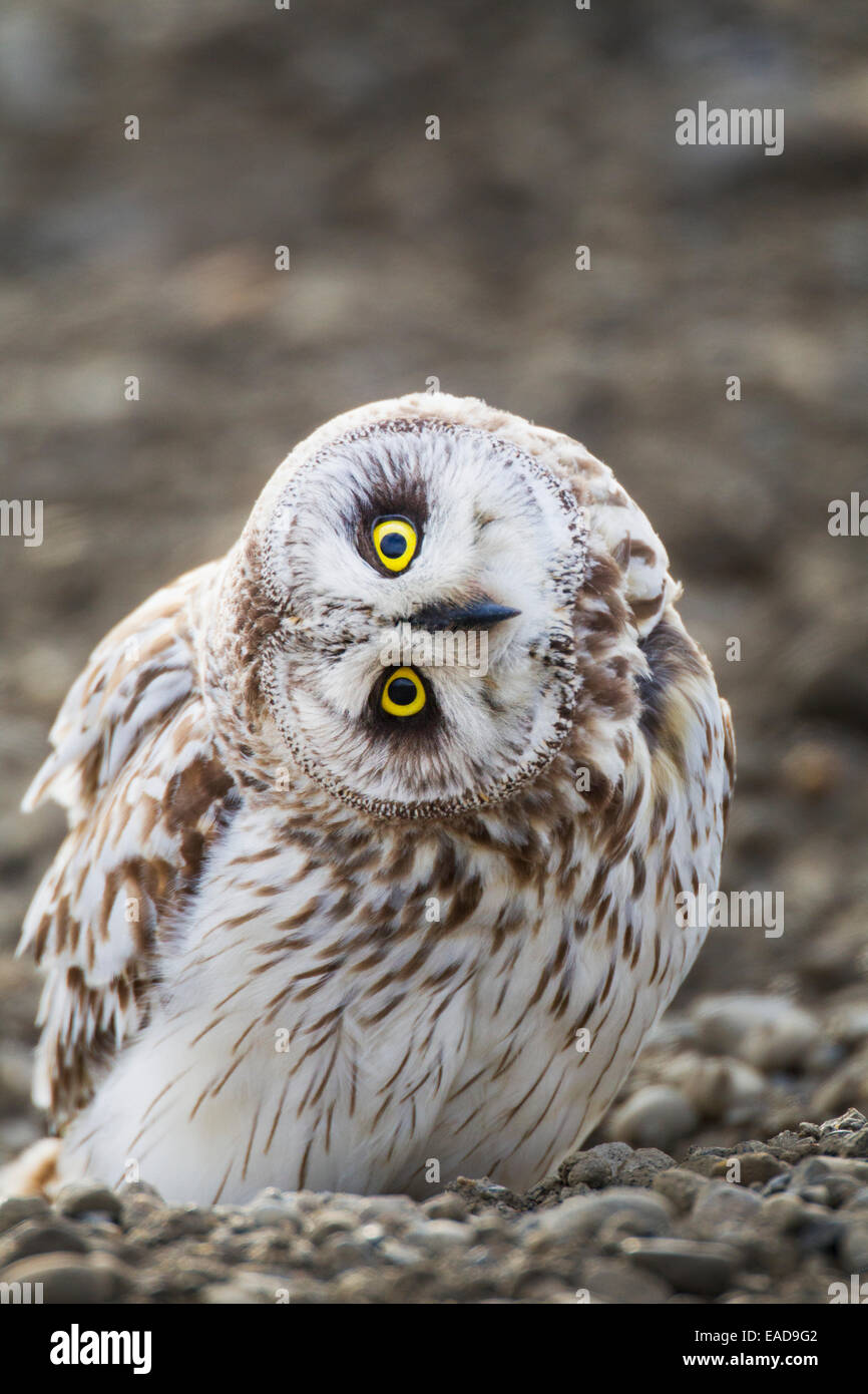 Alaska tundra birds hi-res stock photography and images - Alamy