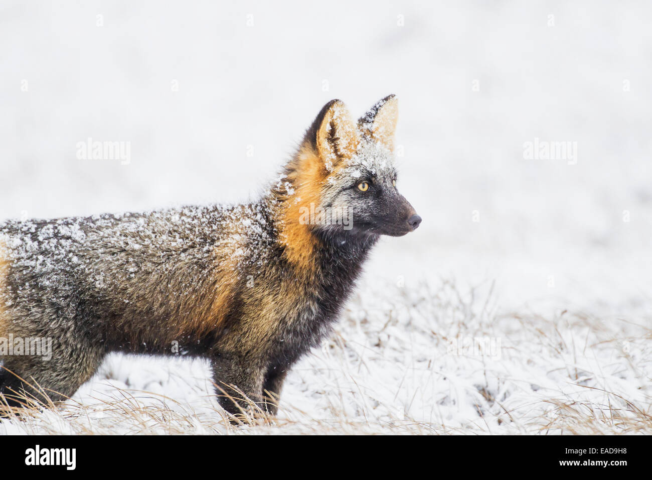 Arctic fox alaska snow hi-res stock photography and images - Alamy