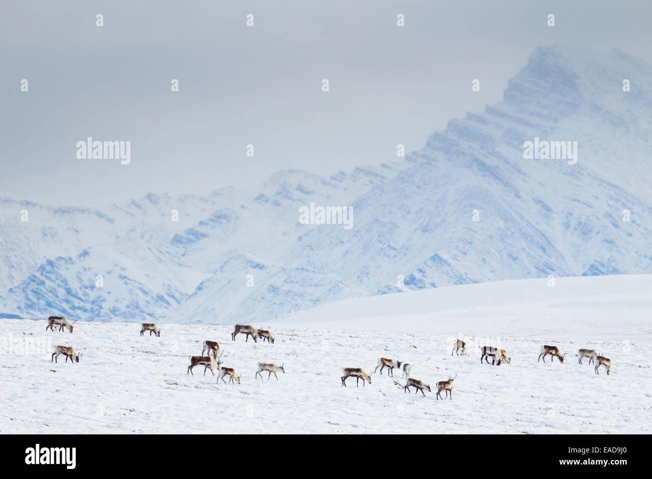 Brooks range caribou hi-res stock photography and images - Alamy