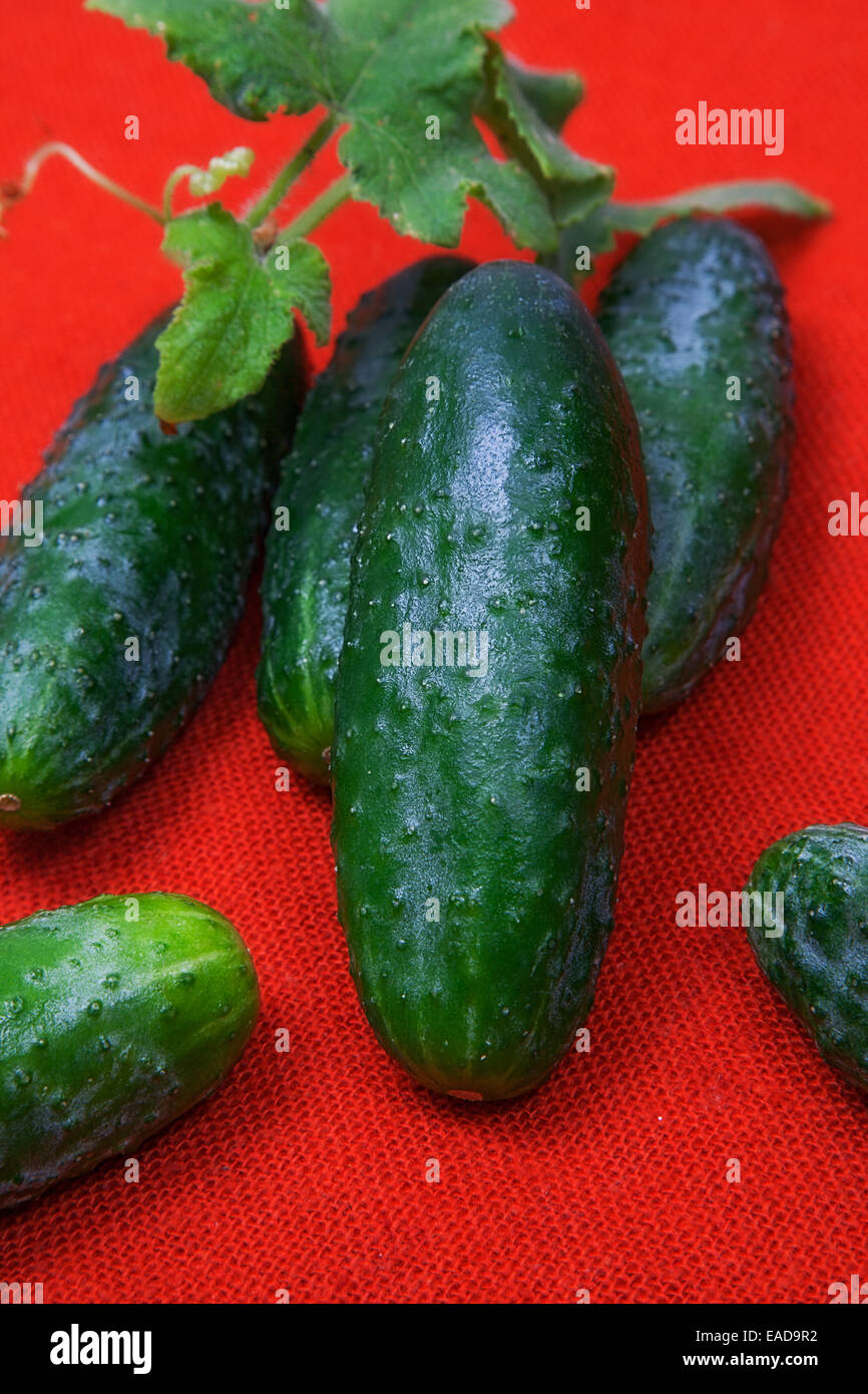 cucumber on red background. indoor shot Stock Photo - Alamy