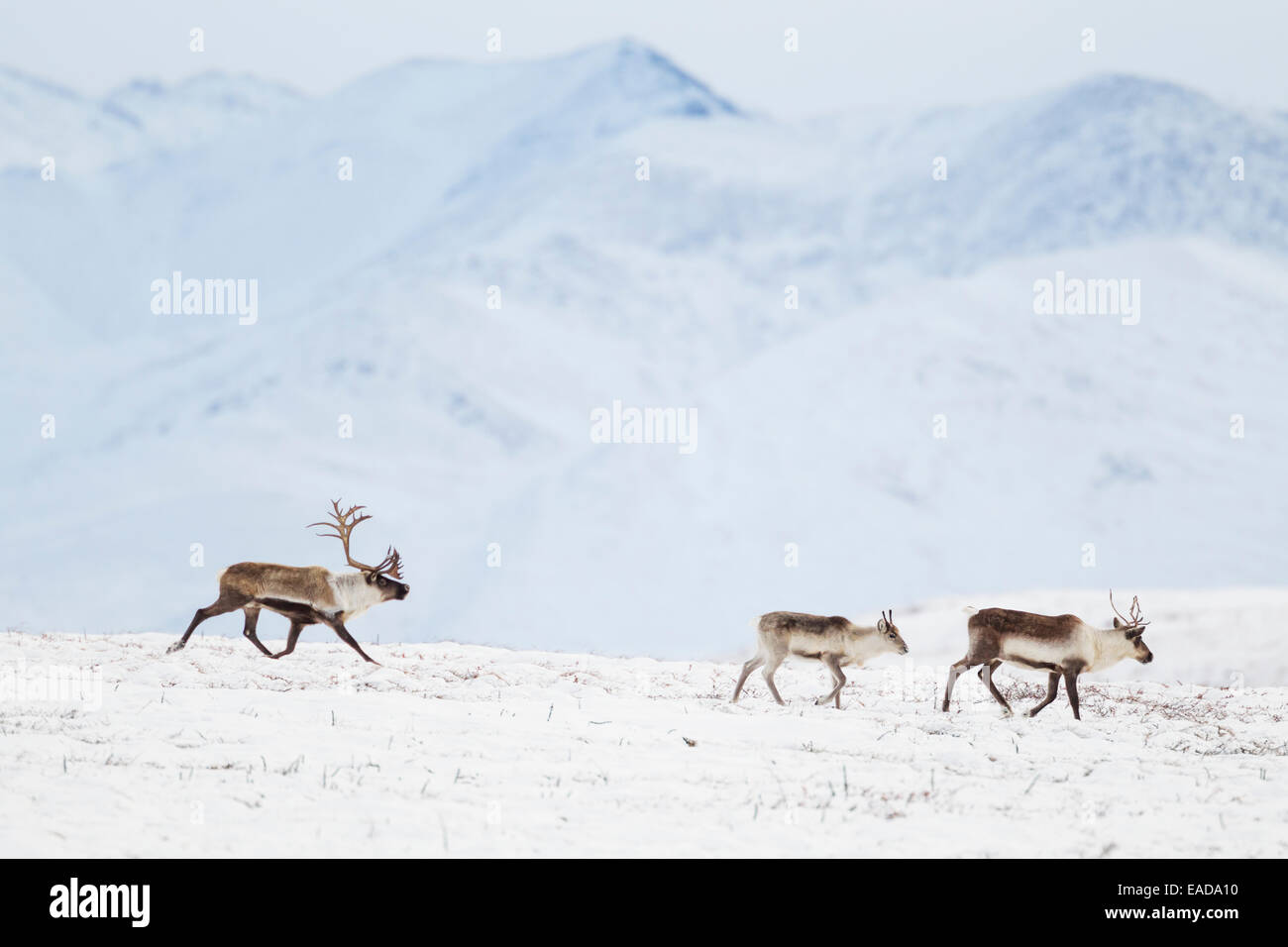 Caribou fawn alaska usa hi-res stock photography and images - Alamy