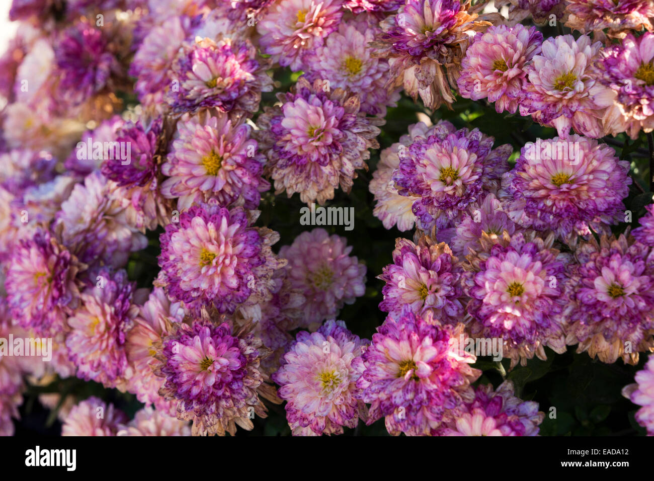 Pink and purple Hardy Mum blossoms Stock Photo - Alamy