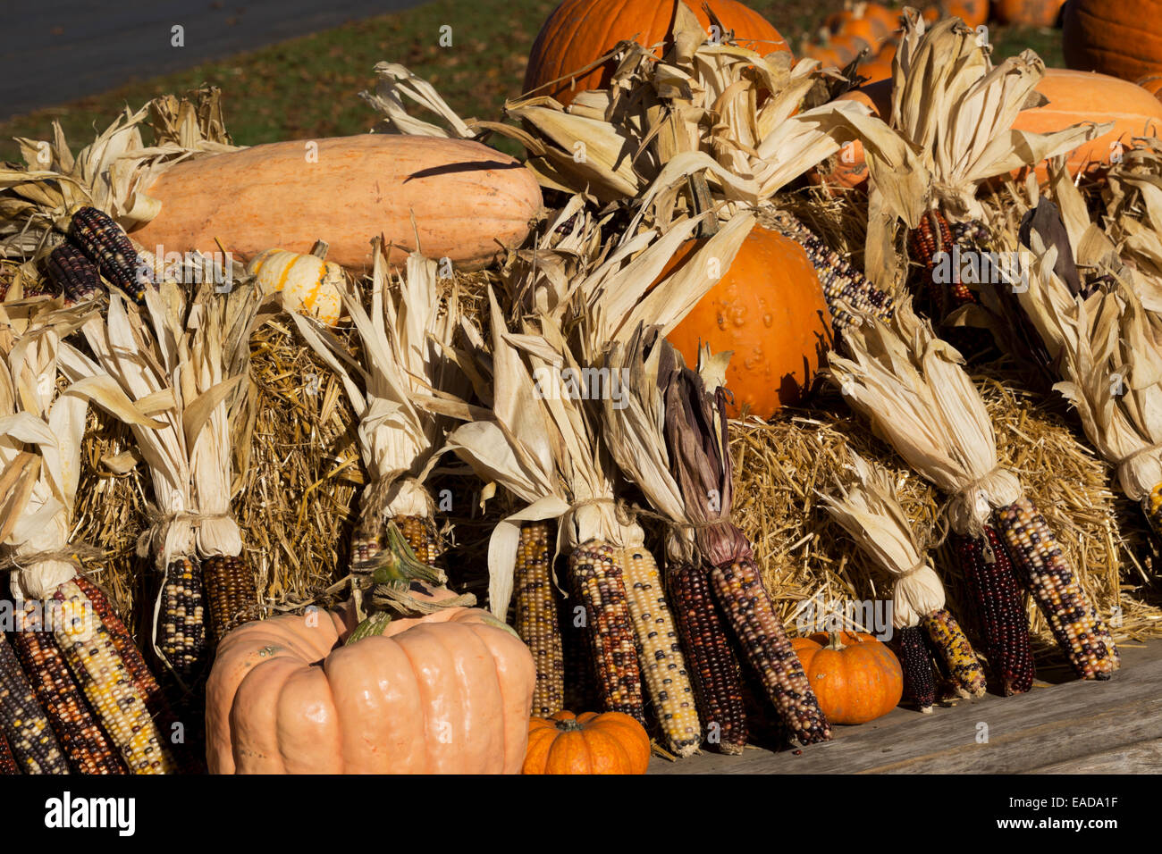 An autumn farmer's market display featuring Indian corn, finger corn ...