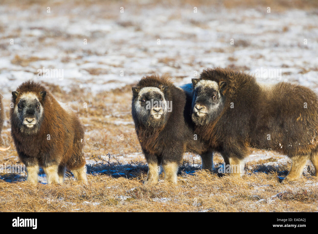 Musk ox on the grass hi-res stock photography and images - Alamy