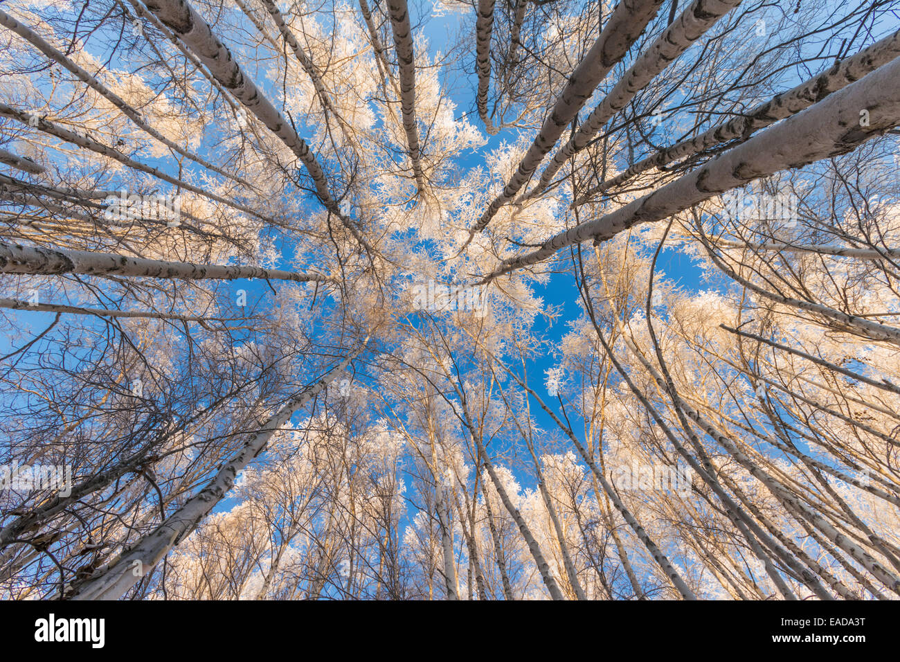 Alaska paper birch hi-res stock photography and images - Alamy