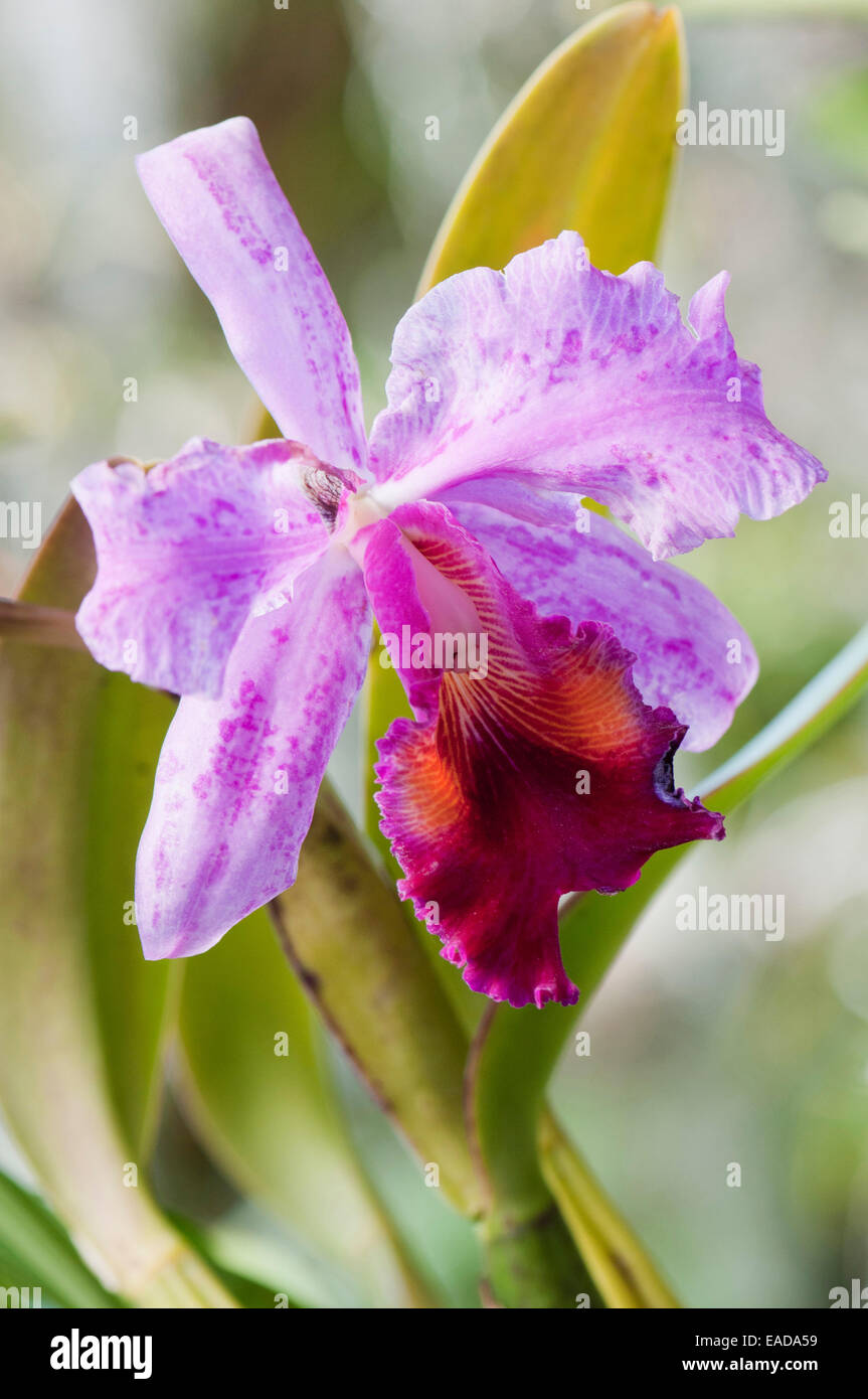 Orchid, Purple subject Stock Photo - Alamy