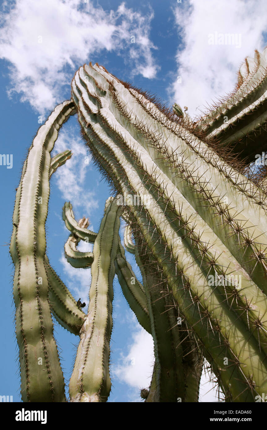 Cactus, Mexican fence post cactus, Pachycereus Marginatus, Green ...