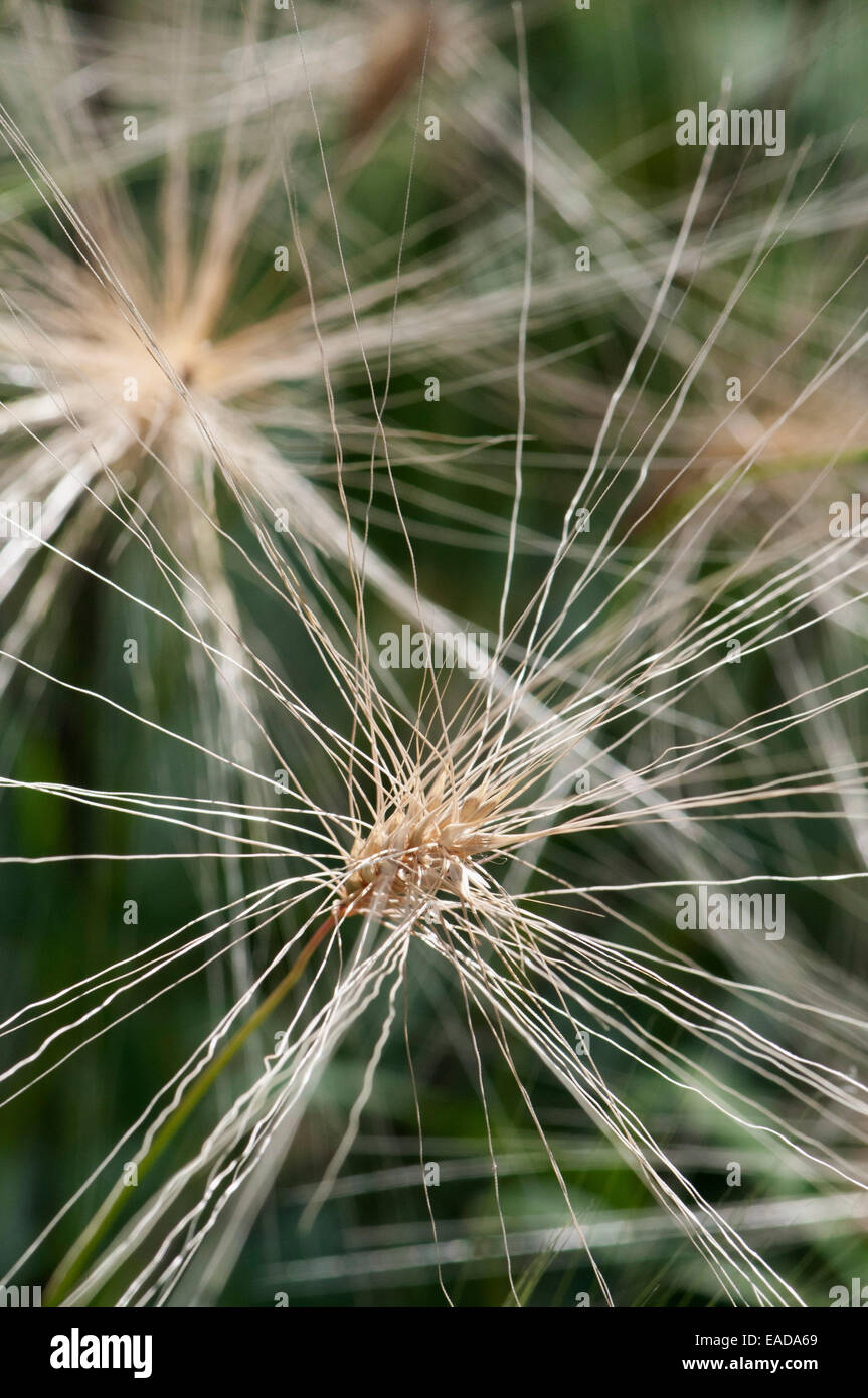 Feathertop fountain grass hi-res stock photography and images - Alamy