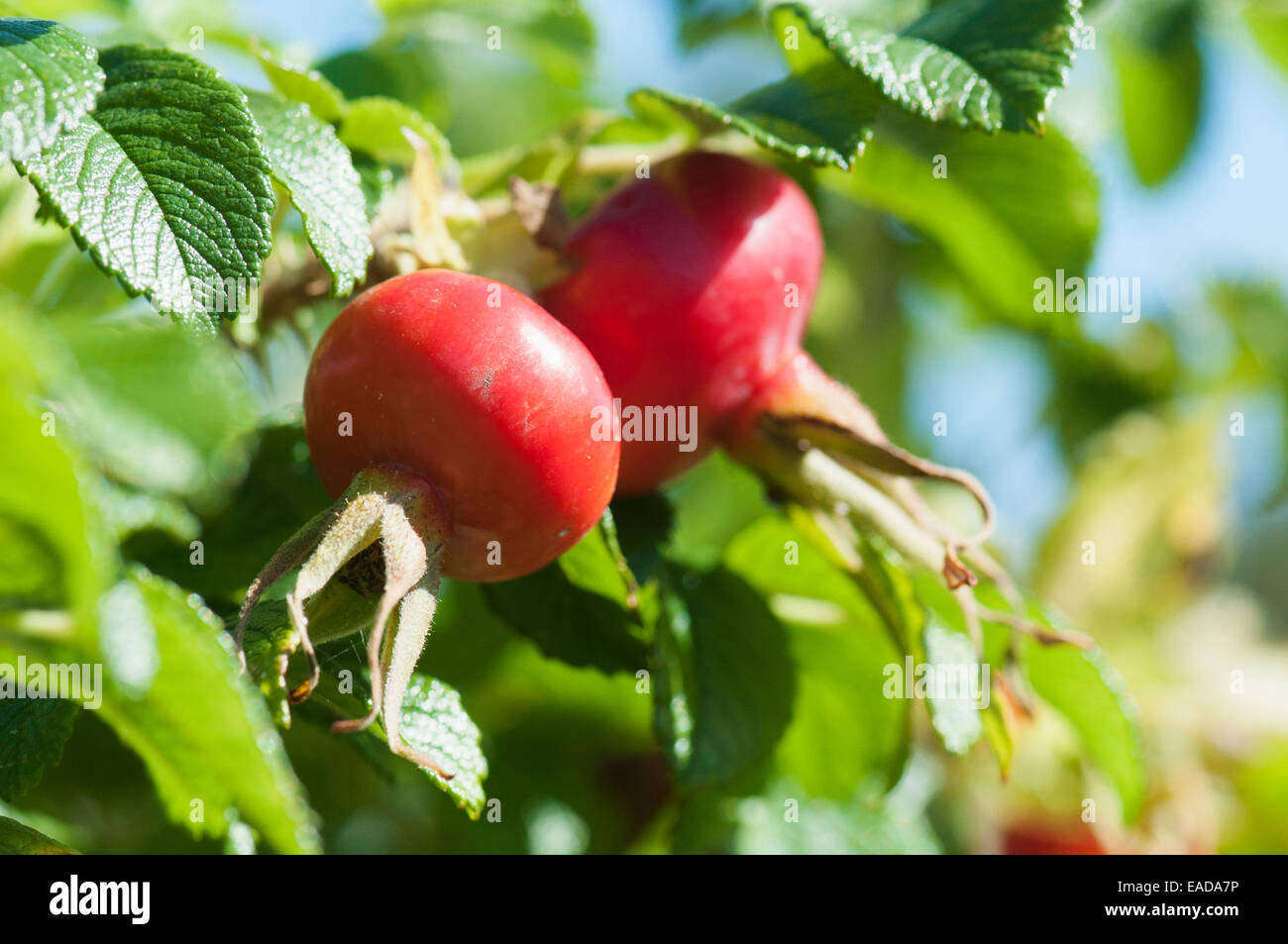 Rose, Rosa rugosa, Red subject, Green background Stock Photo - Alamy