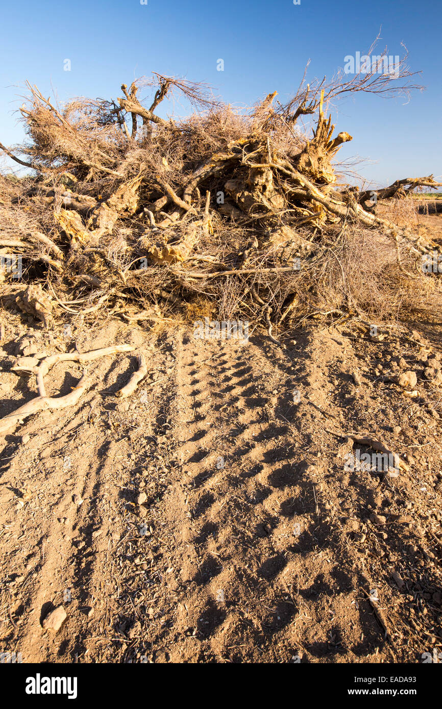 Grubbed up tree hi-res stock photography and images - Alamy