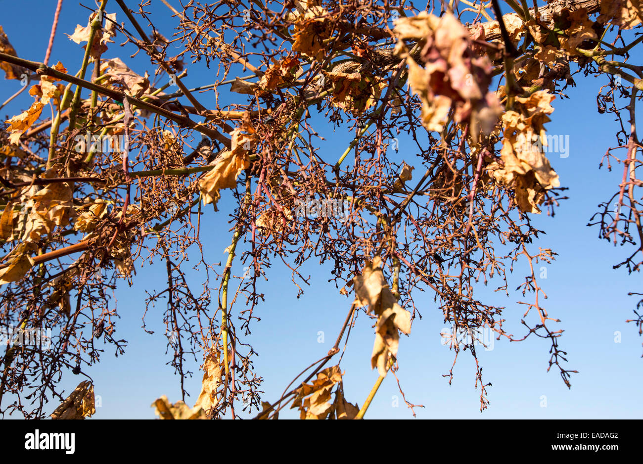 Dying Grape vines in Bakersfield, California, USA that no longer have ...