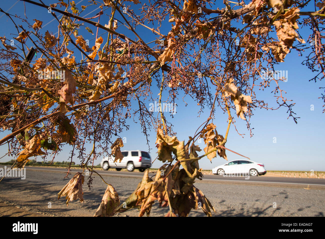 Dead vines hi-res stock photography and images - Alamy