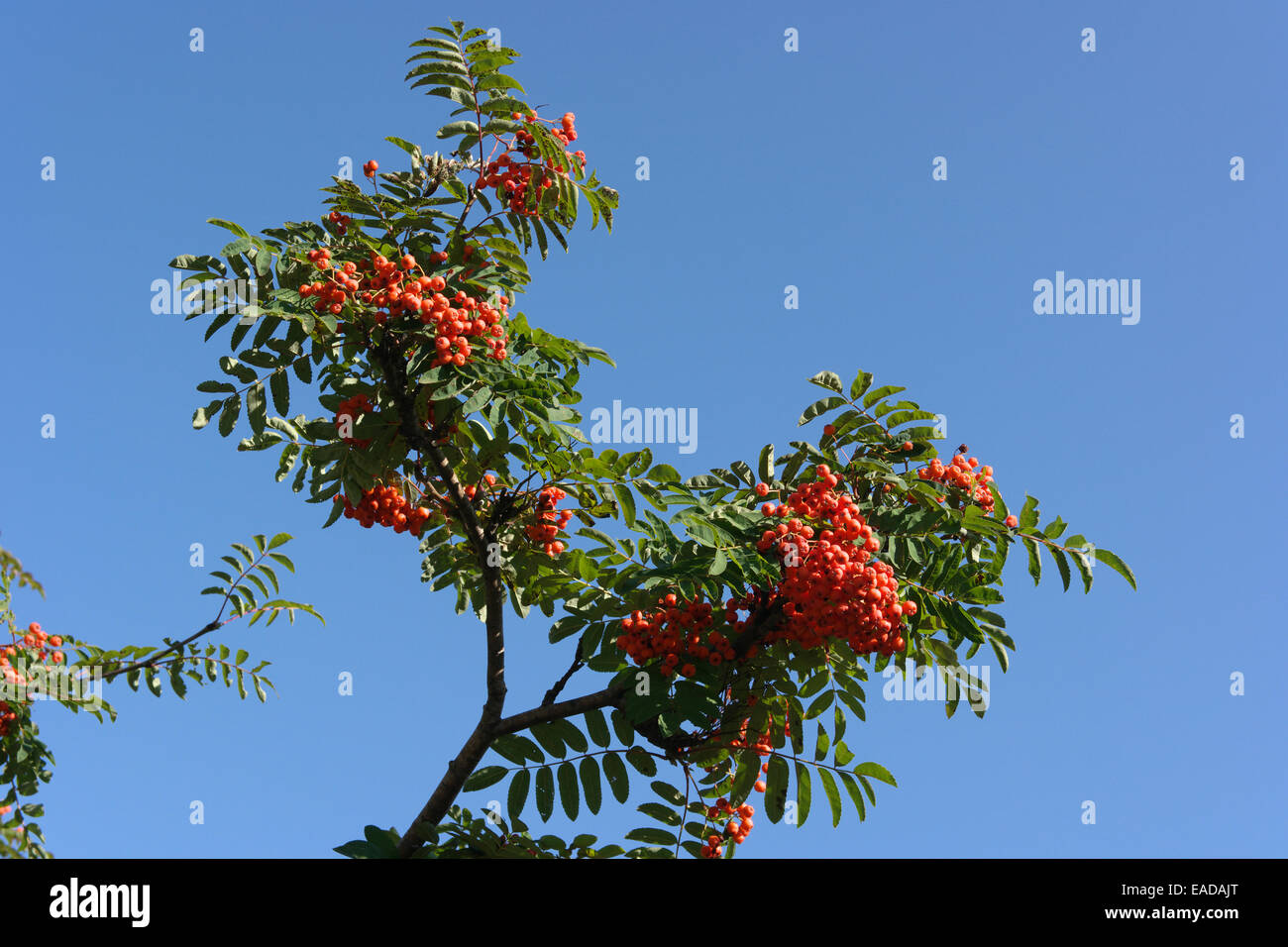 ashberry at dry sunny day Stock Photo - Alamy