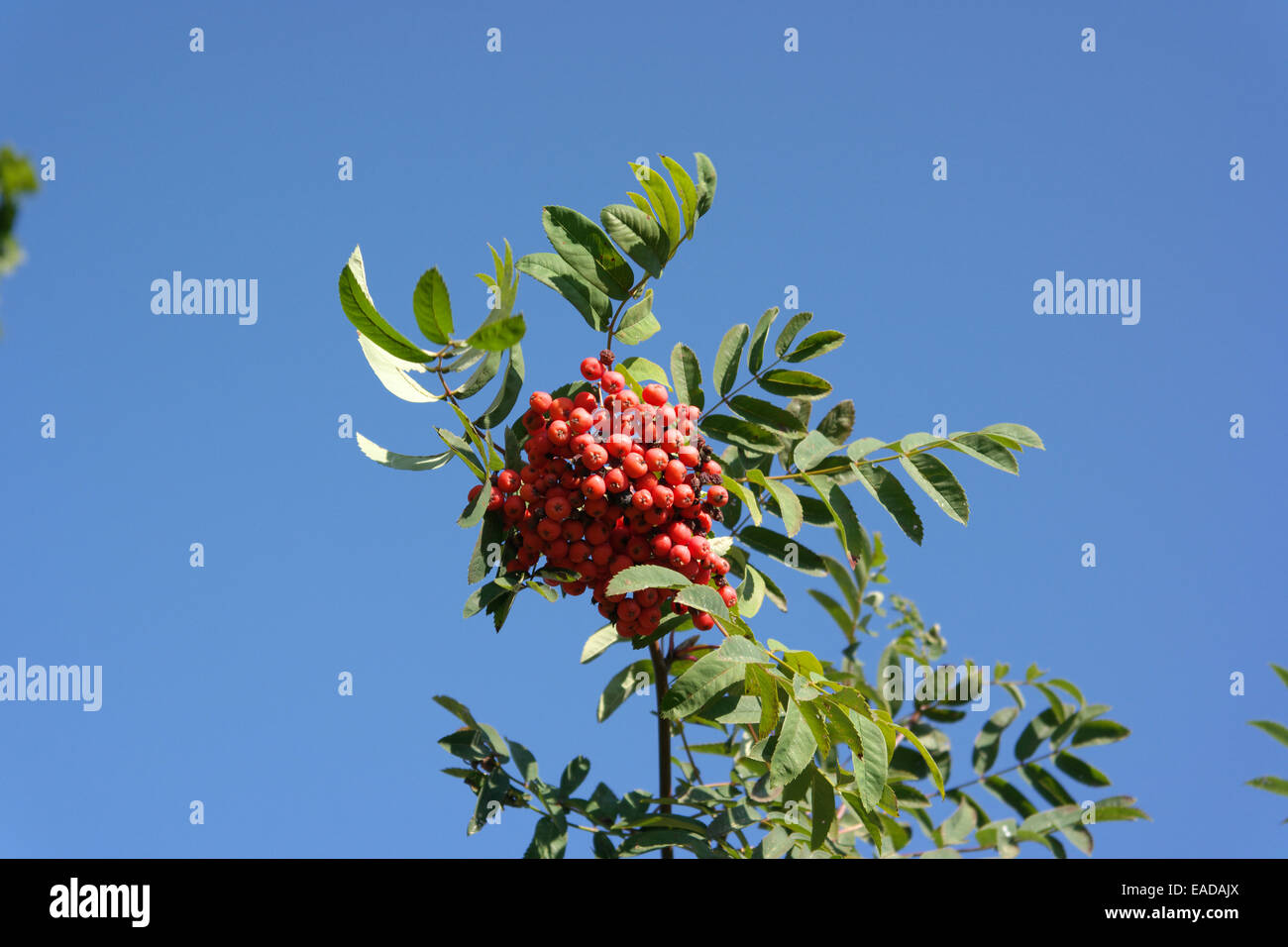ashberry at dry sunny day Stock Photo - Alamy