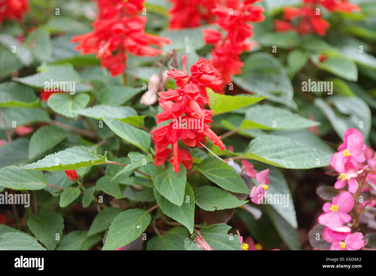 red little flowers Stock Photo - Alamy