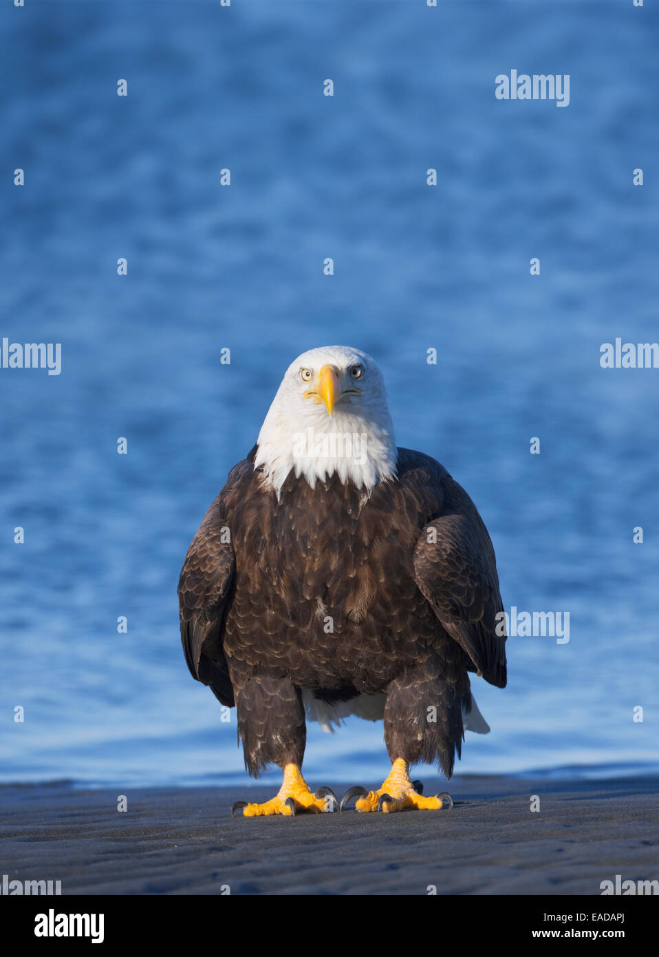 Bad Eagle High Resolution Stock Photography and Images - Alamy