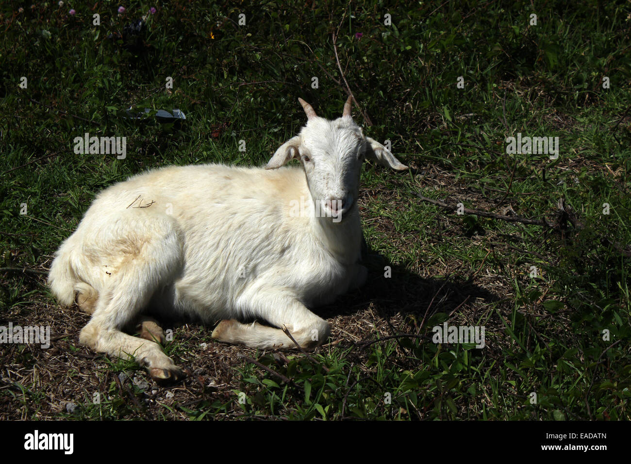 A goat in a farmers pasture in Cotacachi, Ecuador Stock Photo - Alamy