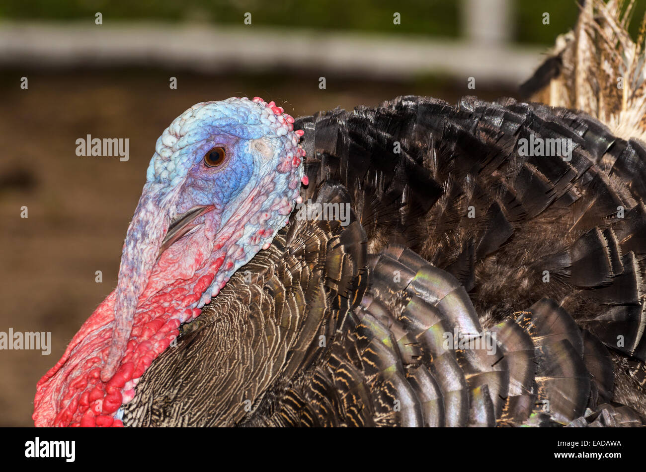 Phasianidae meleagris gallopavo hi-res stock photography and images - Alamy