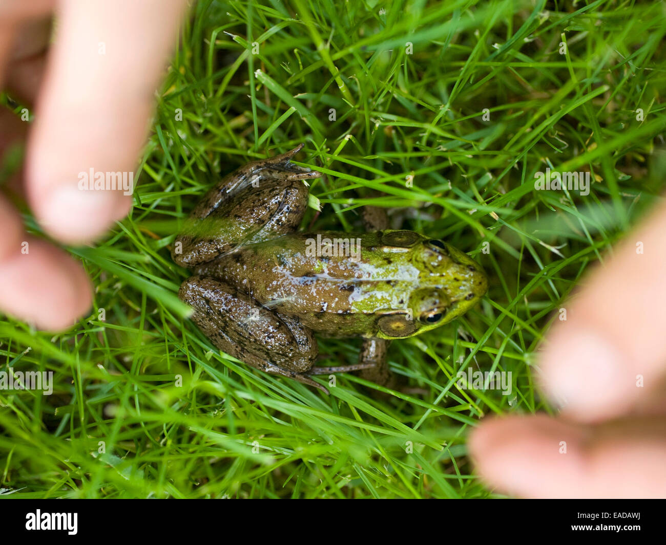 Hands Catching Frog On Grass Stock Photo - Alamy