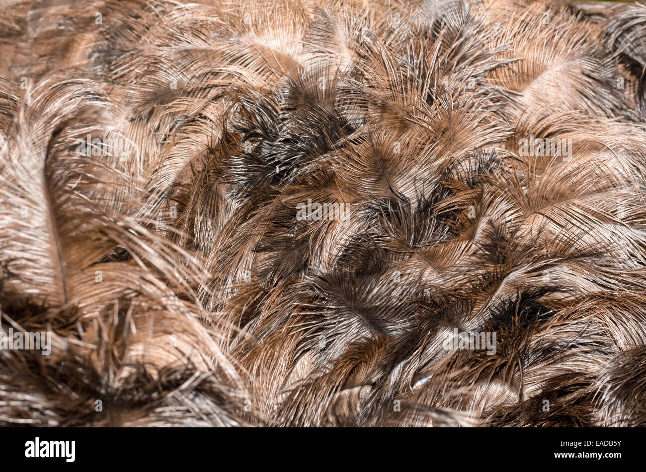 Feathers texture hi-res stock photography and images - Alamy